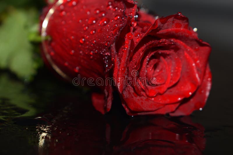 Amazing red rose stock image. Image of black, amazing - 88444631