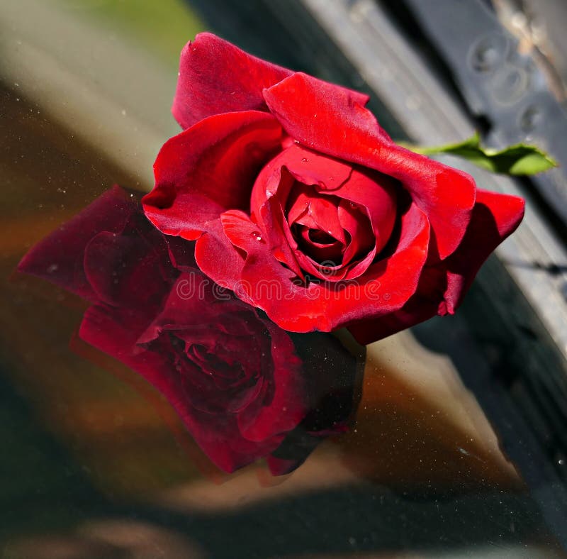 Amazing Red Roses with Beautiful Reflection Stock Image - Image of ...