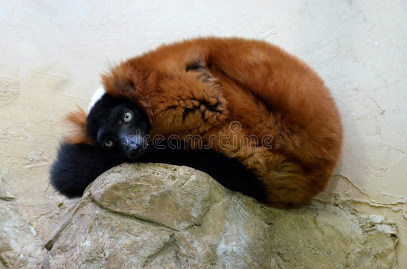 Amazing Red Ruffed Lemur Curled Up on a Rock Stock Image - Image of ...