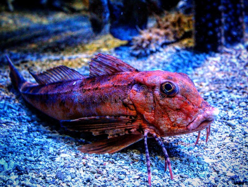 Amazing Red and Strange Fish Stock Image - Image of seafood, animal ...