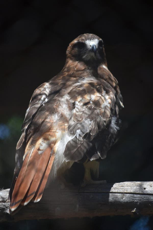 Amazing Red Tail Hawk Looking Around in Nature Stock Image - Image of ...