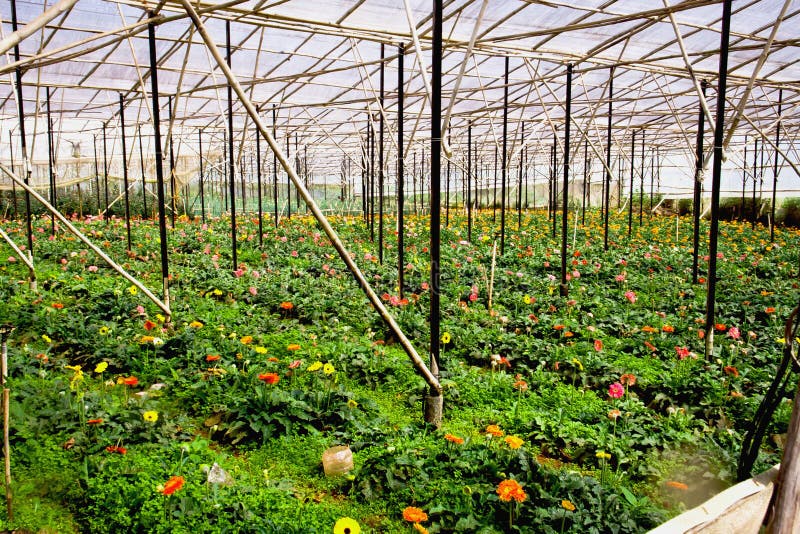 Amazing Repetitive Greenhouse Field Structure Stock Image - Image of ...