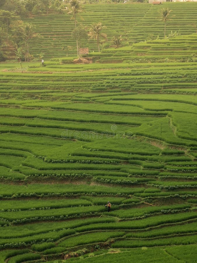 The amazing of rice field stock image. Image of agriculture - 261922665