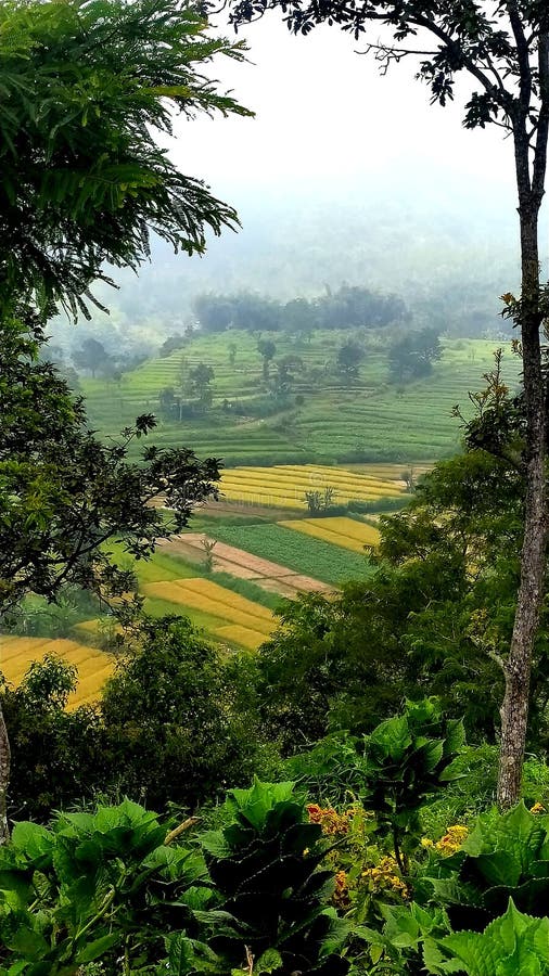 Amazing Rice Fields stock image. Image of agriculture - 265349515