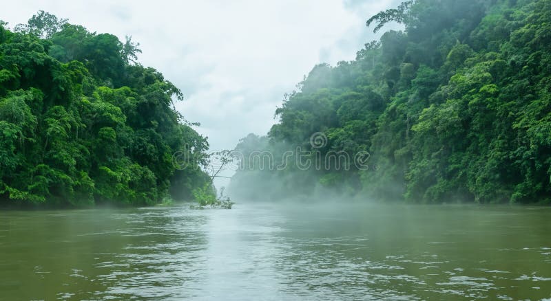 Amazing River of the Amazon with Fog and Forest Area in a Sunrise in ...