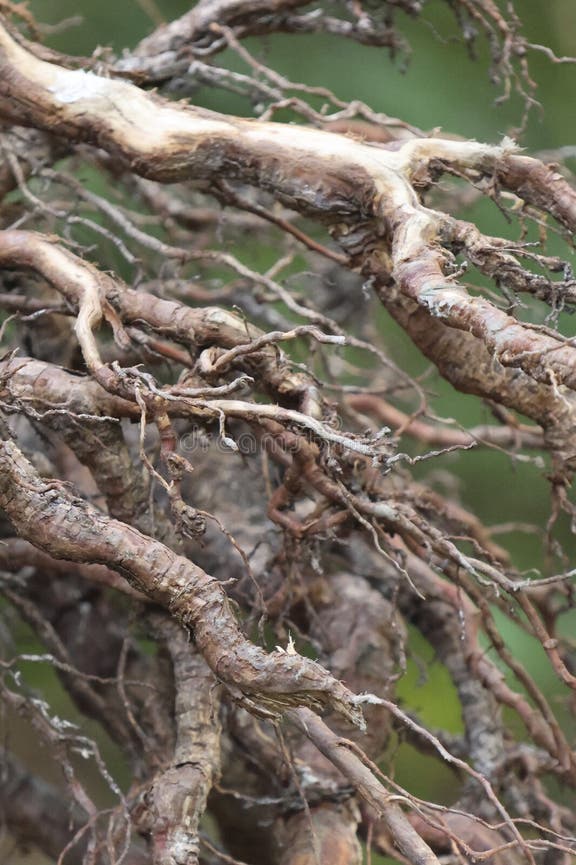 Amazing roots stock image. Image of wood, animal, wildlife - 290602125
