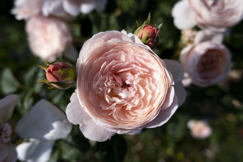 Amazing Rose Flowers in Park Stock Image - Image of color, nature ...