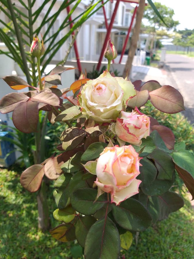 An Amazing Roses in a Garden Stock Image - Image of spring, flower ...