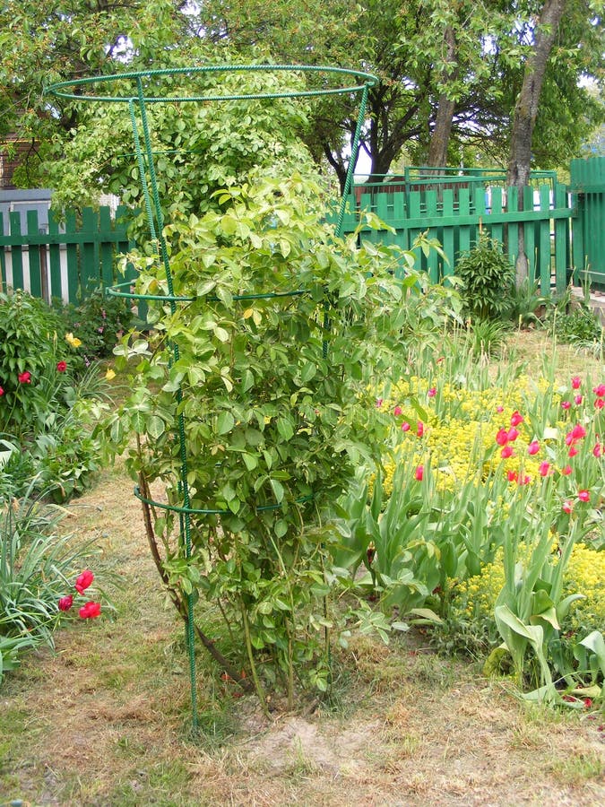 Amazing Roses To the Rose Frame in Garden Stock Image - Image of ...