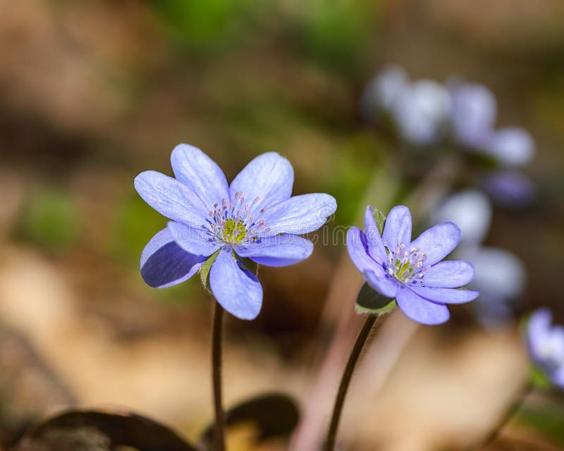 Amazing Round-lobed Hepatica Flower Macro Shoot Stock Photo - Image of ...