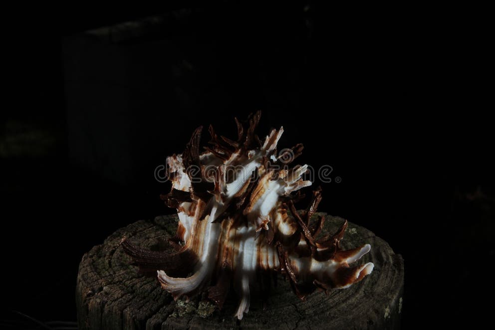 Amazing Sea Shell with Spikes Stock Photo - Image of western, cloud ...