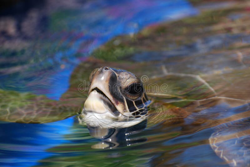 Amazing Sea Turtle Swimming with His Head Above the Water Stock Image ...