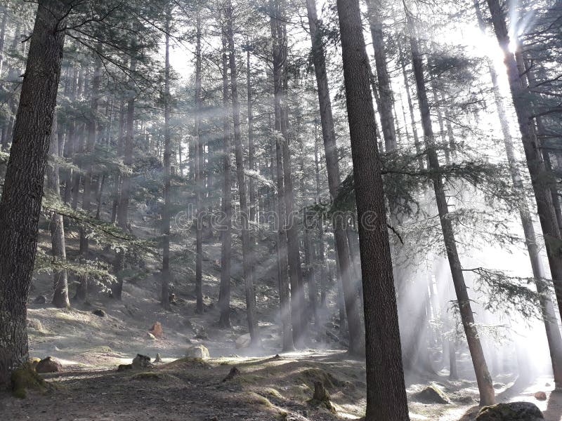 Amazing secret forest stock photo. Image of freedom - 144084484