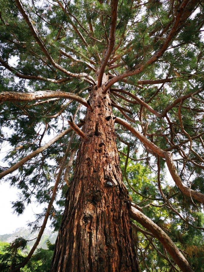 Branch Of Sequoia Tree (Sequoioideae), Close-up Stock Photo - Image of ...