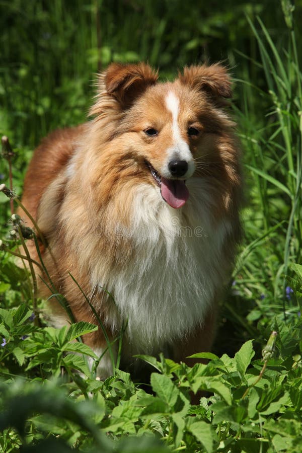 Amazing Sheltie in the Garden Stock Photo - Image of still, doggy: 43240900