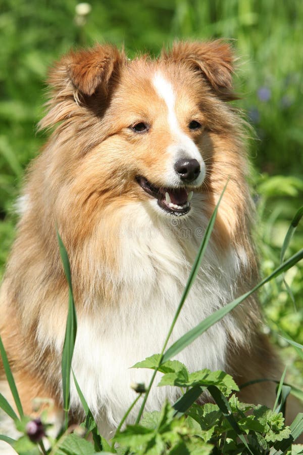 Sheltie stock image. Image of brown, companion, furry - 7888749