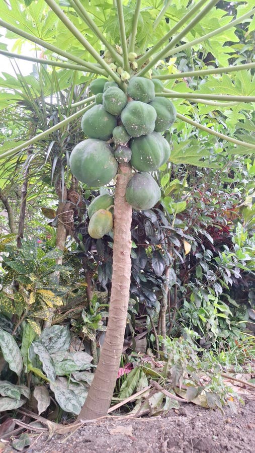 Amazing Short Papaya Tree with Lots of Fruit. Stock Image - Image of ...