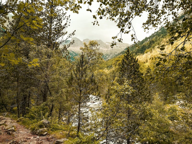 Amazing Shot of a Dense Forest in a Mountain Landscape Stock Photo ...