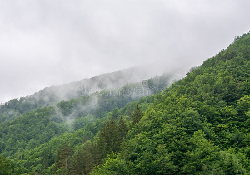 Amazing Shot of a Dense Forest in a Mountain Landscape Stock Image ...