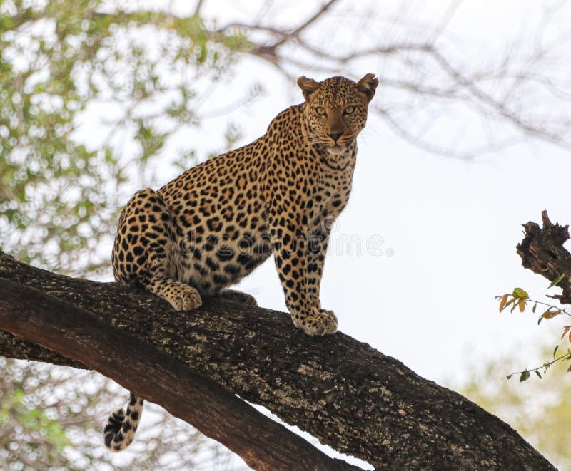 Amazing Shot Leopard Tree Stock Photos - Free & Royalty-Free Stock ...