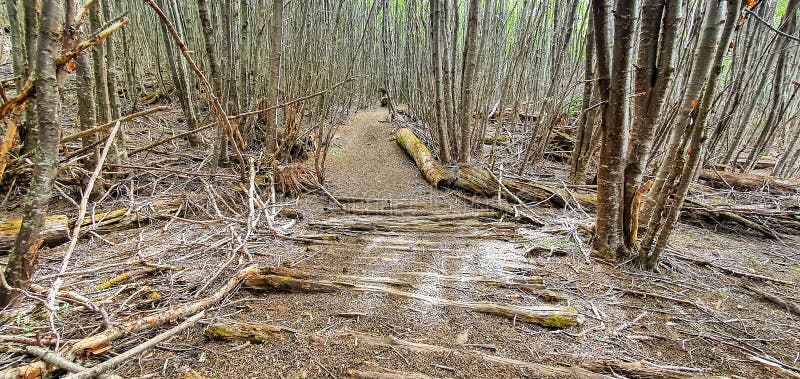 Amazing Shot of Many Trees in a Forest Landscape Stock Image - Image of ...