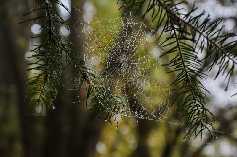 Amazing Shot of a Spider Web on a Pine Tree Covered with Dew Drops ...