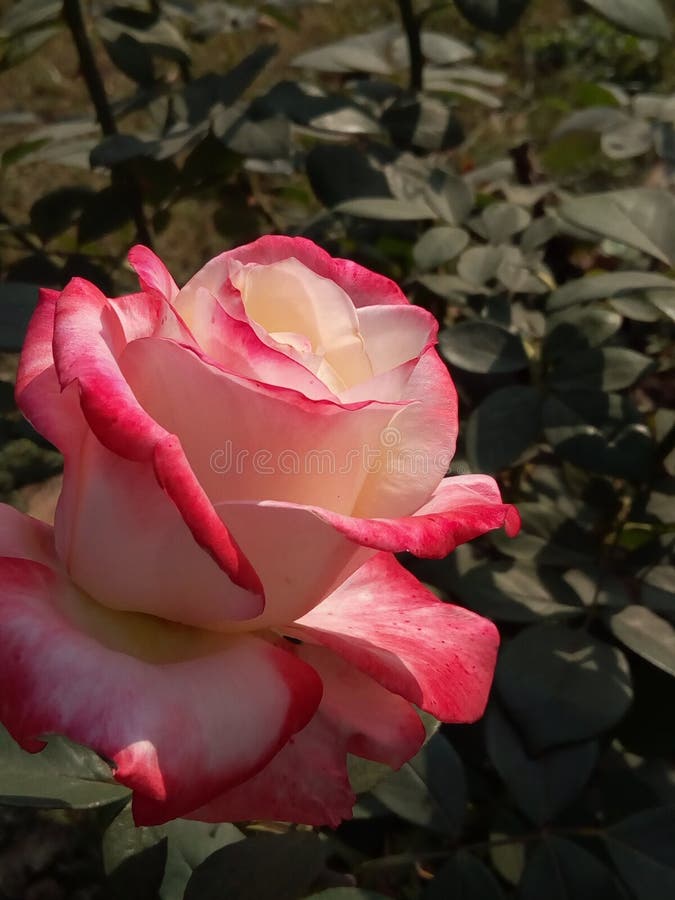 Amazing side shot stock photo. Image of shot, view, amazing - 138244938