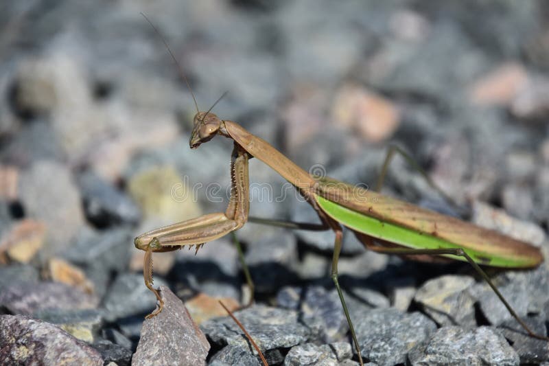 Amazing Side View of a Preying Mantis Bug Stock Image - Image of ...