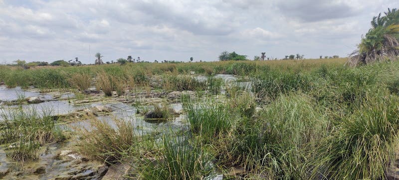 Amazing Slow Water and Grass Tree Stock Image - Image of slow, amazing ...