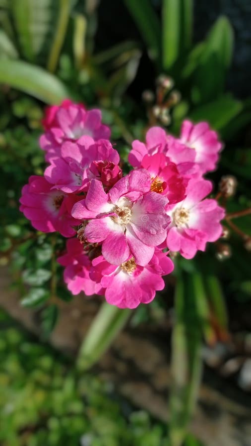 Amazing small pink roses stock photo. Image of flower - 230792884
