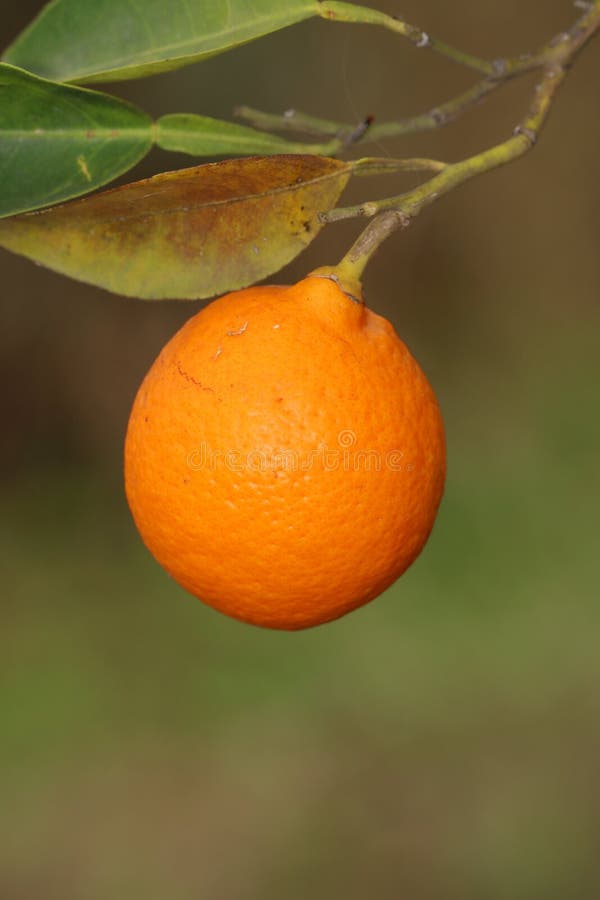 Amazing and Spectacular View with White Clouds and Blue Sky Stock Image ...