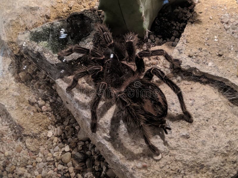 Amazing Spider stock photo. Image of spider, animal - 158486242