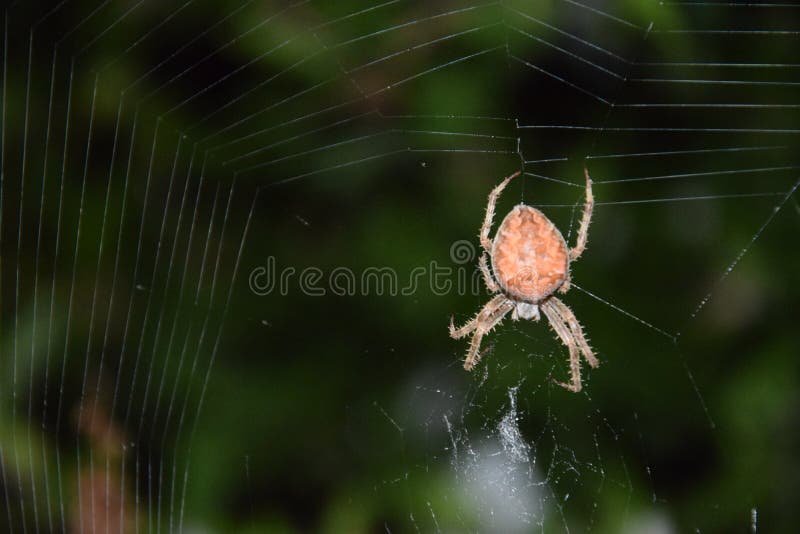 Amazing spider and its web stock photo. Image of spiderweb - 232554322