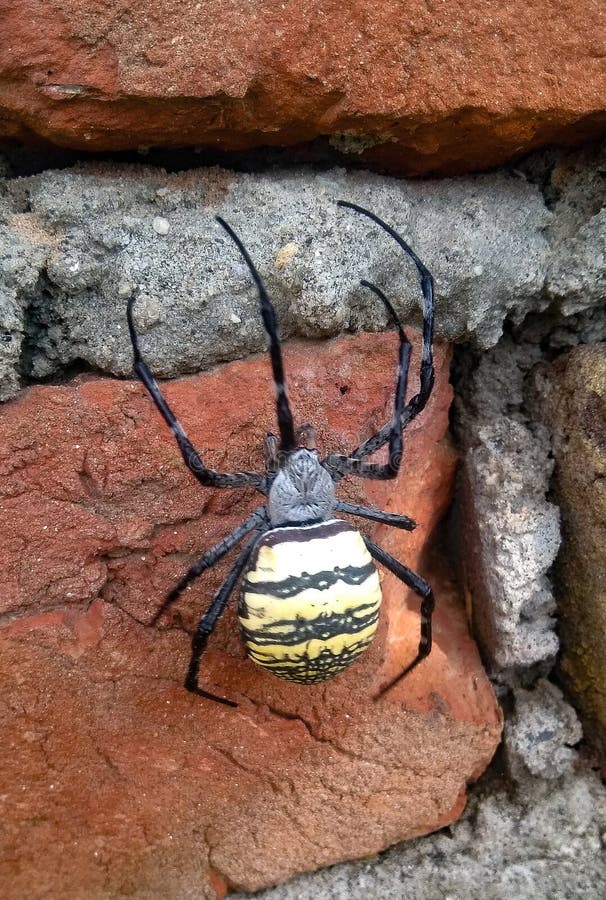 Amazing spider on wall stock photo. Image of leaf, insect - 227081658
