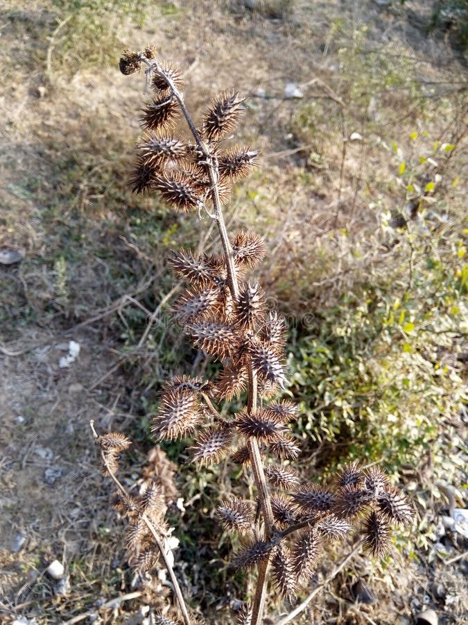 Amazing Spiny Seed in Plant Stock Image - Image of spiny, amazing ...