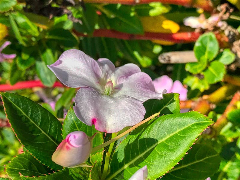 Amazing Spring Flower in the Meadow Stock Image - Image of colored ...