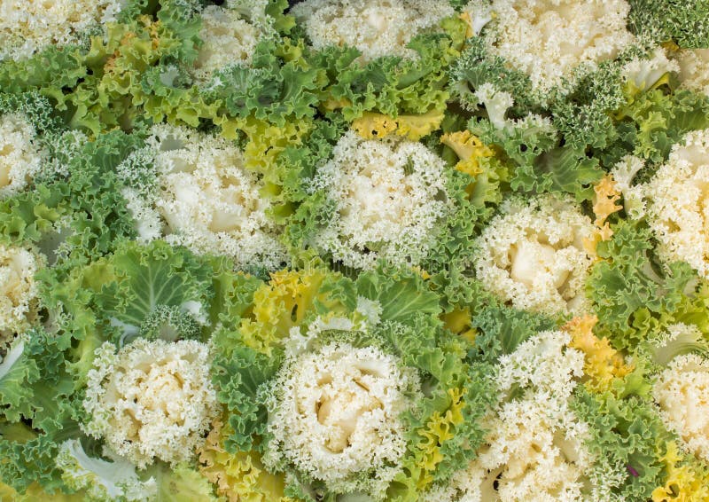 Amazing Spring Flowers in Nature Stock Image - Image of design, card ...