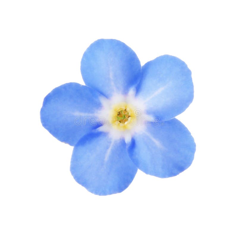 226 Forget Me Not Single Flower White Stock Photos - Free & Royalty ...