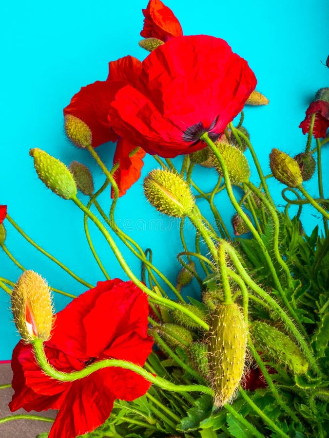 Amazing Spring Red Poppy on Blue Background Stock Image - Image of ...