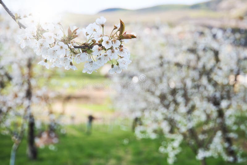 Amazing Spring Rural Landscape with Blooming Trees Stock Photo - Image ...