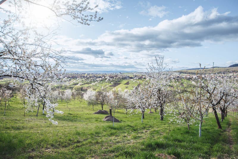 Amazing Spring Rural Landscape with Blooming Trees Stock Image - Image ...