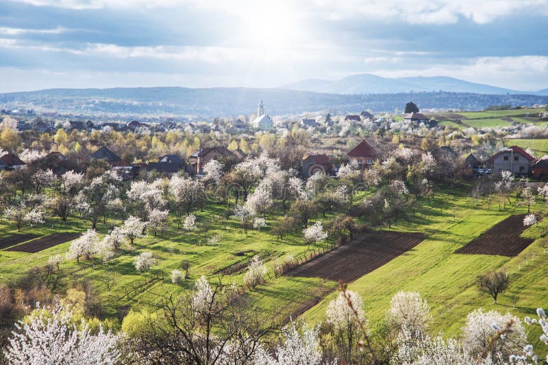 Amazing Spring Rural Landscape with Blooming Trees Stock Photo - Image ...