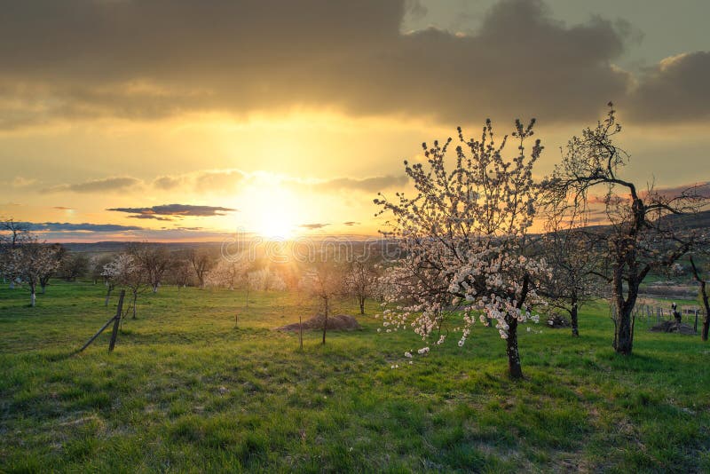 Amazing Spring Rural Landscape with Blooming Trees at Sunset Stock ...