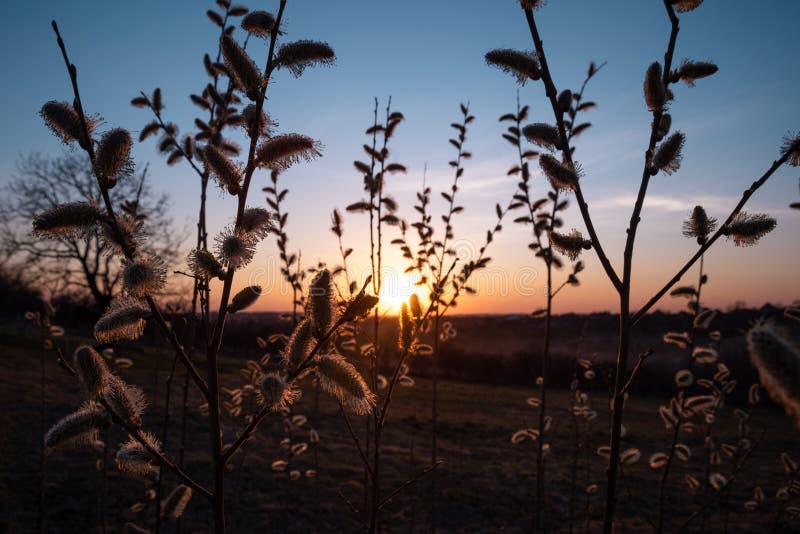 Amazing Spring Rural Landscape at Sunset Stock Photo - Image of flower ...