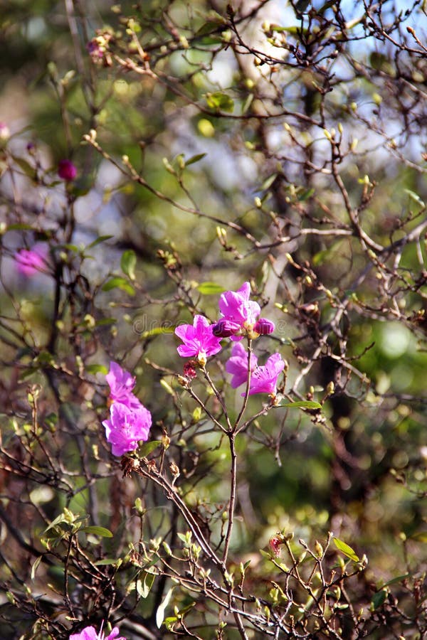 Amazing Spring Trees in Bloom Stock Photo - Image of botanical, blush ...
