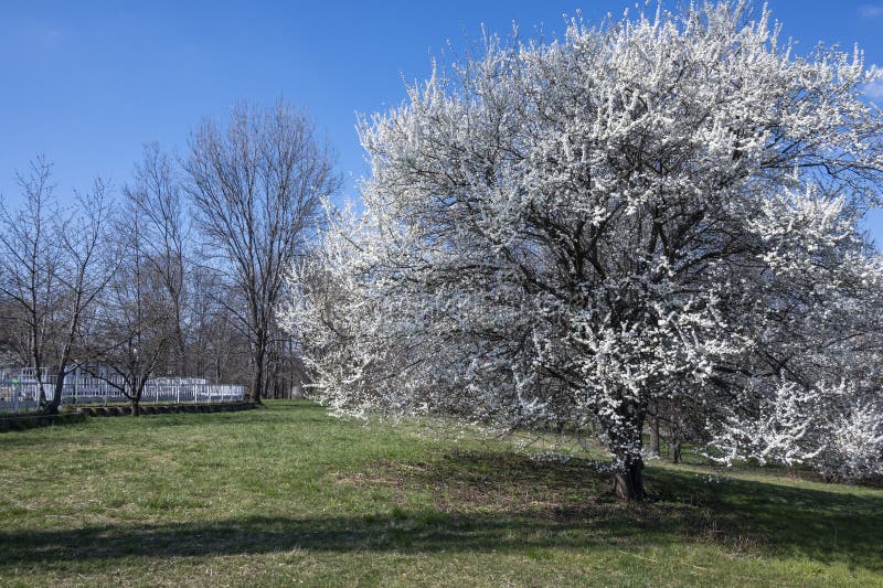 Spring View of South Park in City of Sofia, Bulgaria Stock Image ...