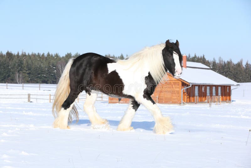 Amazing Stallion of Irish Cob Running in Winter Stock Image - Image of ...