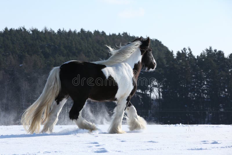 Amazing Stallion of Irish Cob Running in Winter Stock Image - Image of ...