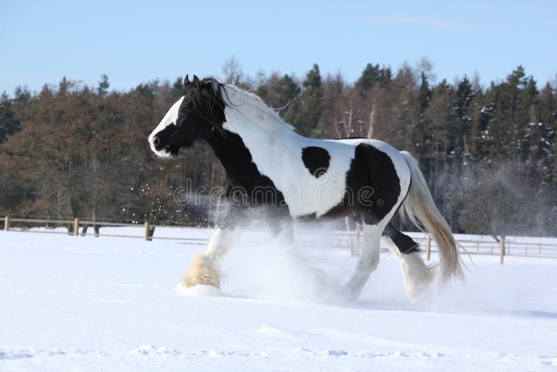 Amazing Stallion of Irish Cob Running in Winter Stock Photo - Image of ...