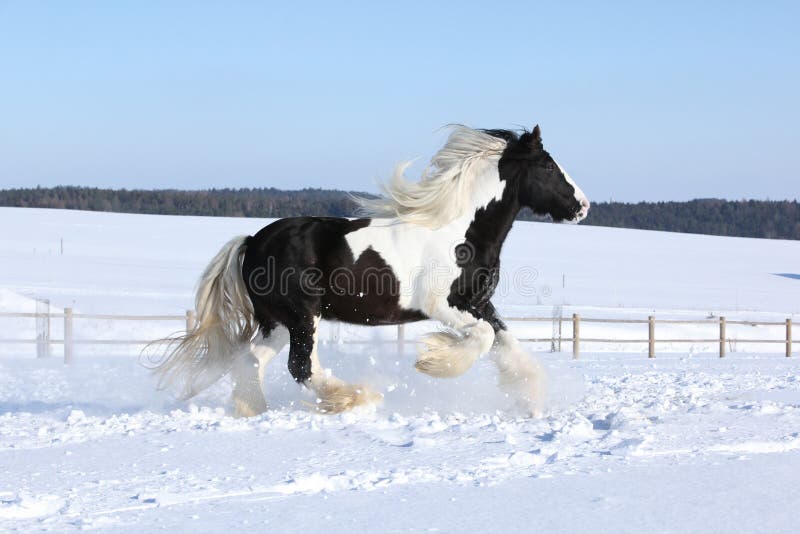 Amazing Stallion of Irish Cob Running in Winter Stock Photo - Image of ...